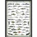 Freshwater Fish Poster - Etsy