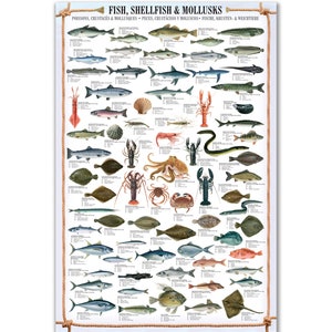 Fish Shellfish & Mollusks Poster - Etsy
