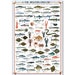 Fish Shellfish & Mollusks Poster - Etsy