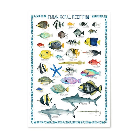 A3/A2 Fijian Coral Reef Fish Guide | Etsy