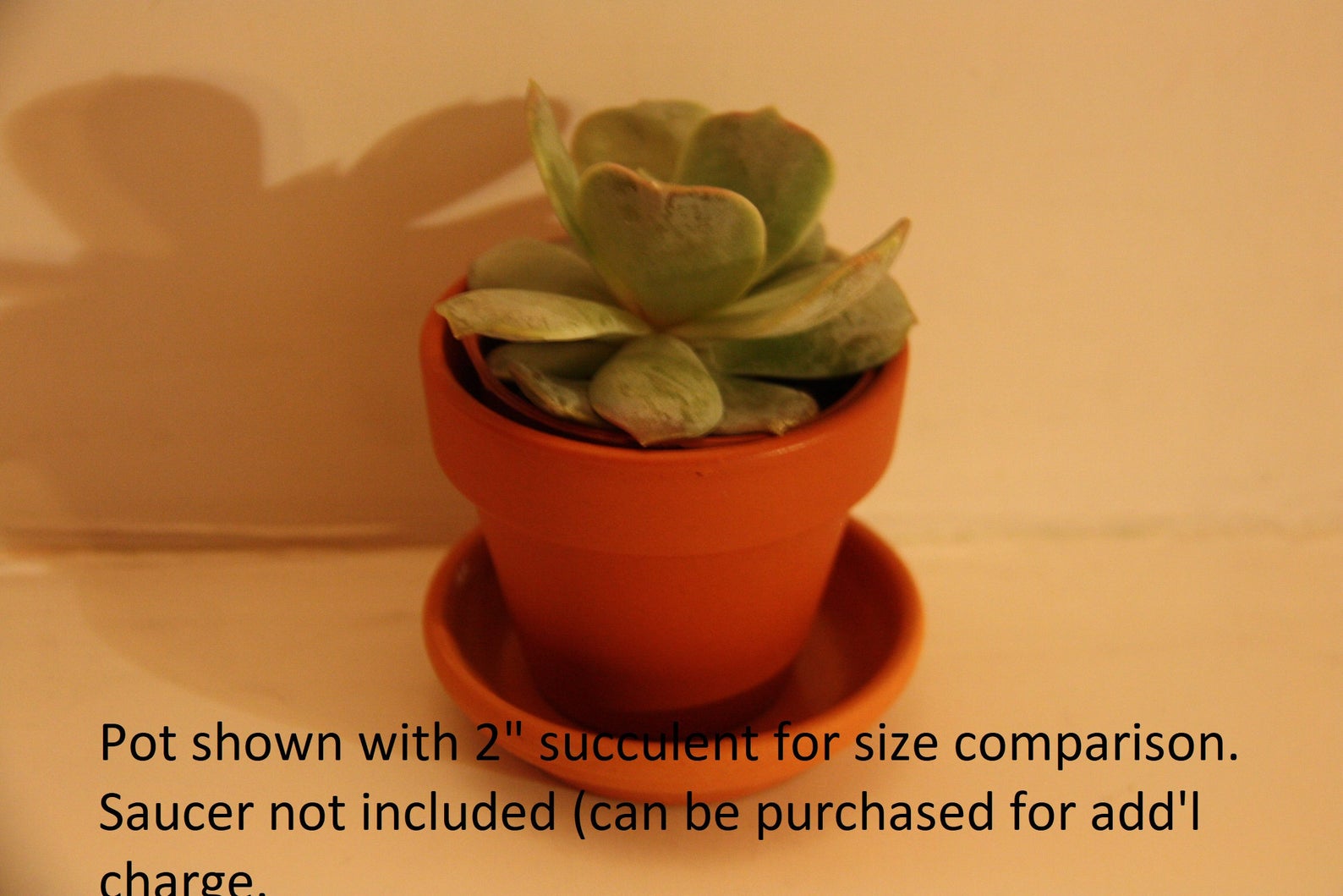 Mini Hand Painted Flower Pots, Succulent Pot, Flower Pot Party Favors ...