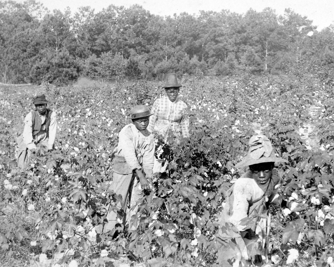 African American, Vintage Photo, Cotton Picking, Picture, African ...