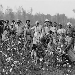 Cotton Plantation African American Photo - 1908s Mississippi Black ...