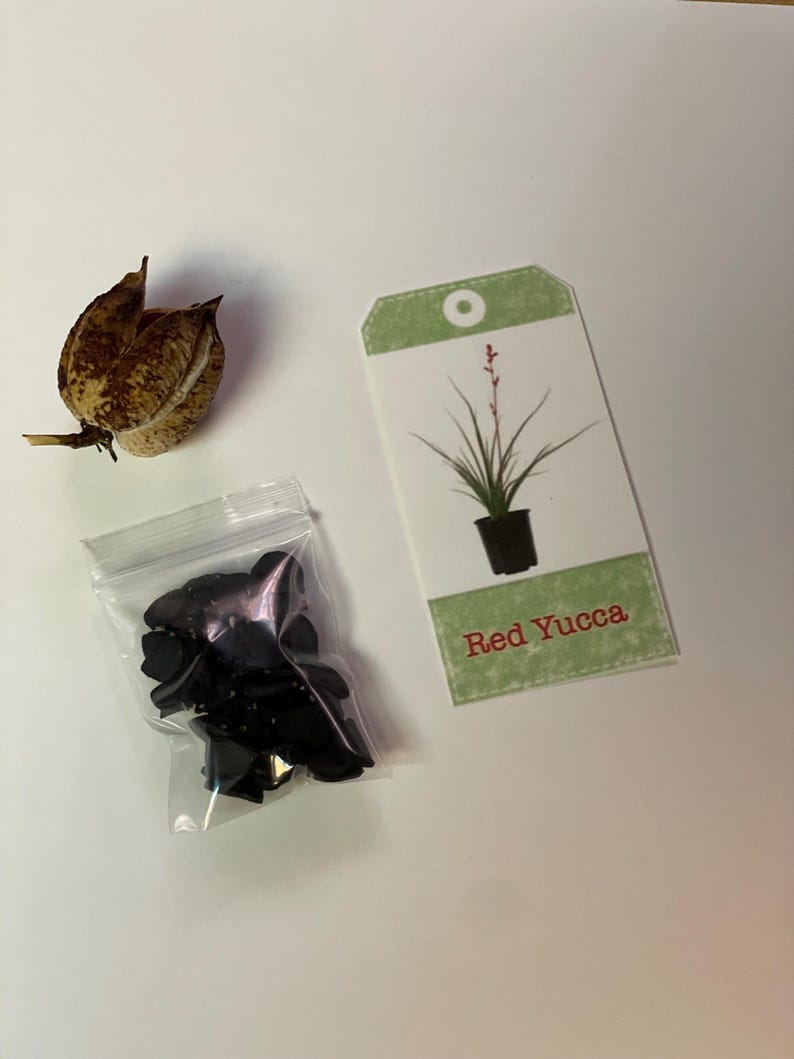 Red Yucca Seeds: Drought Tolerant Desert Plant for Xeriscaping - Etsy