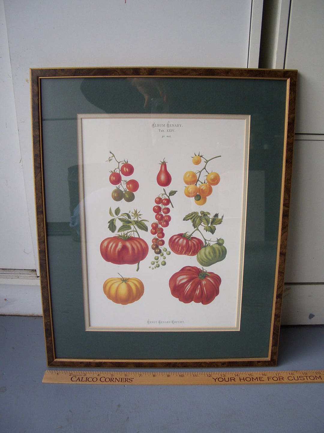 Heirloom Tomato Album Benary Tab. XXIV Ernst Benary Erfurt Fine Print ...
