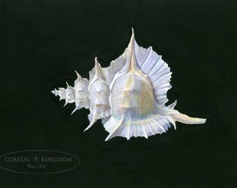 110.6 Beautiful Siratus Alabaster ALABASTER MUREX Seashell Shell JB - Etsy