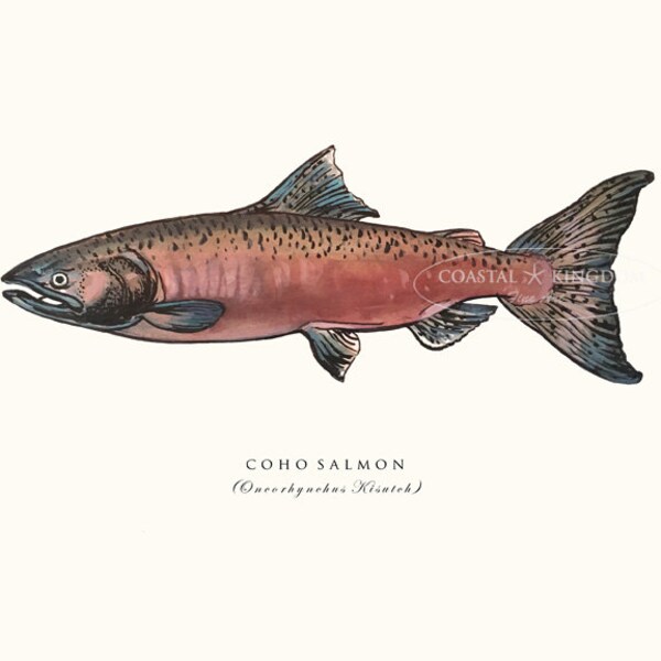 Coho Salmon Print - Etsy
