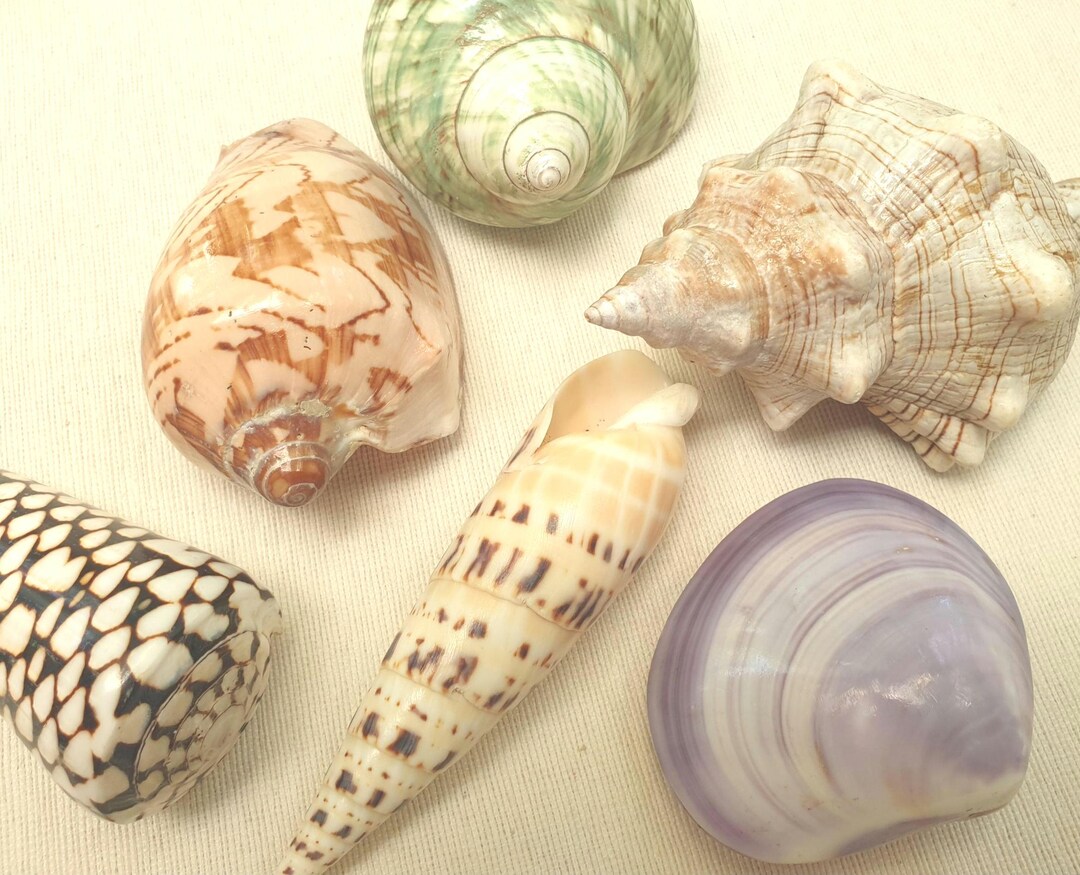 Set of 6 Sea Shells. Gift for Ocean Lovers and Mermaids, Bathroom Decor ...