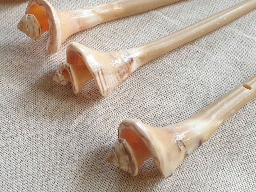 Set of 5 Shell Hair Pins, for Ocean Beach Lovers and Mermaids, a Set of ...