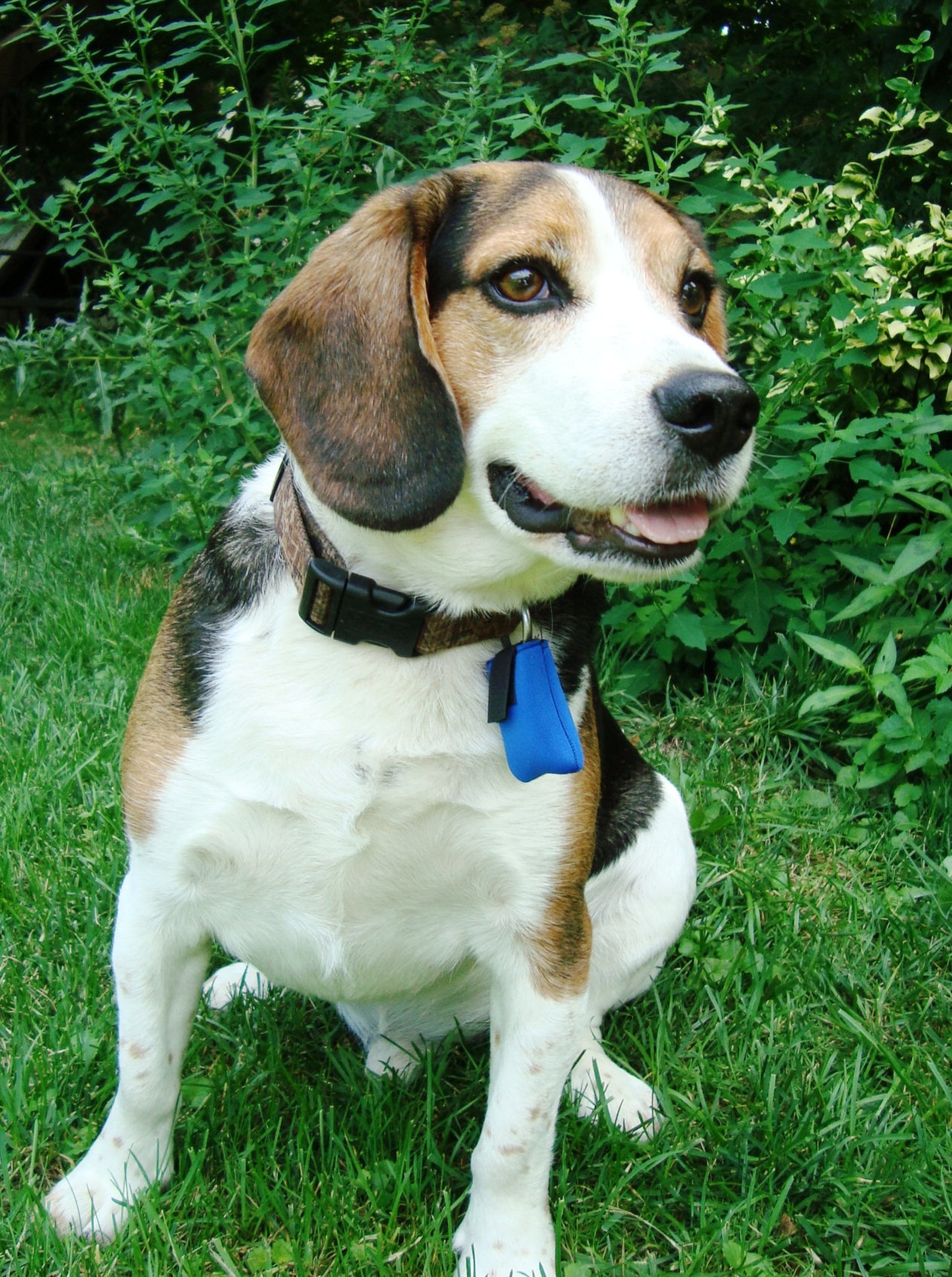 Pet Tag Silencer / Dog Tag Pouch /dog Tag Holder /dog ID Tag - Etsy