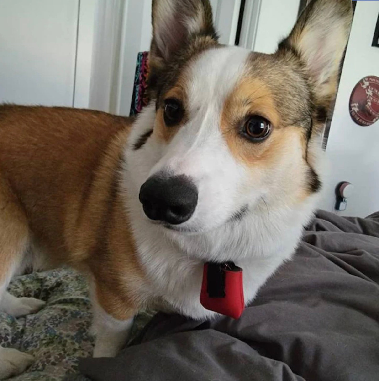 Pet Tag Silencer / Dog Tag Pouch /dog Tag Holder /dog ID Tag - Etsy