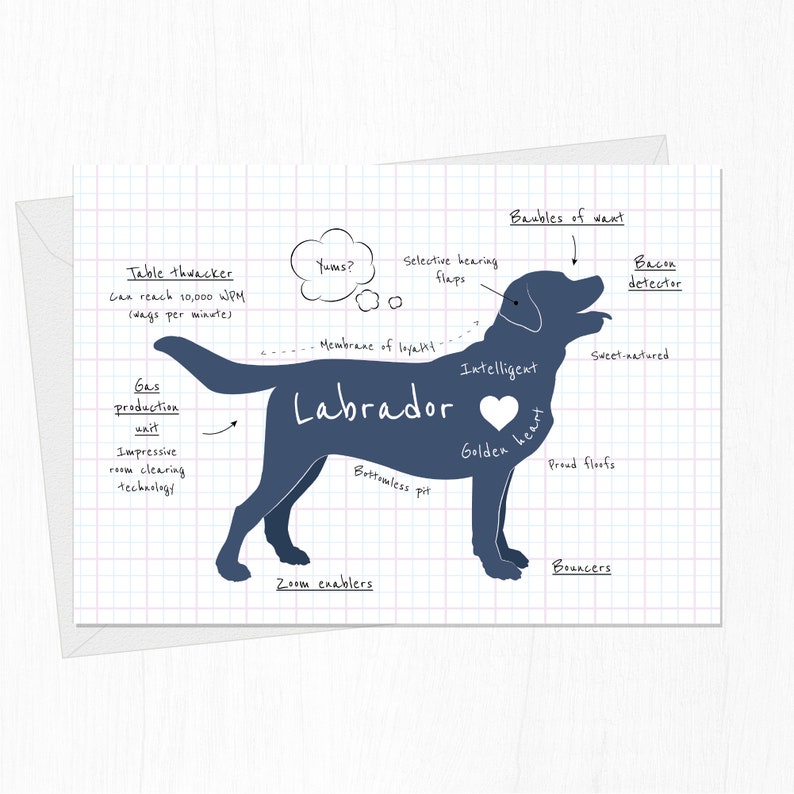 Anatomy of a Labrador Illustrated Greeting Card Funny Dog | Etsy