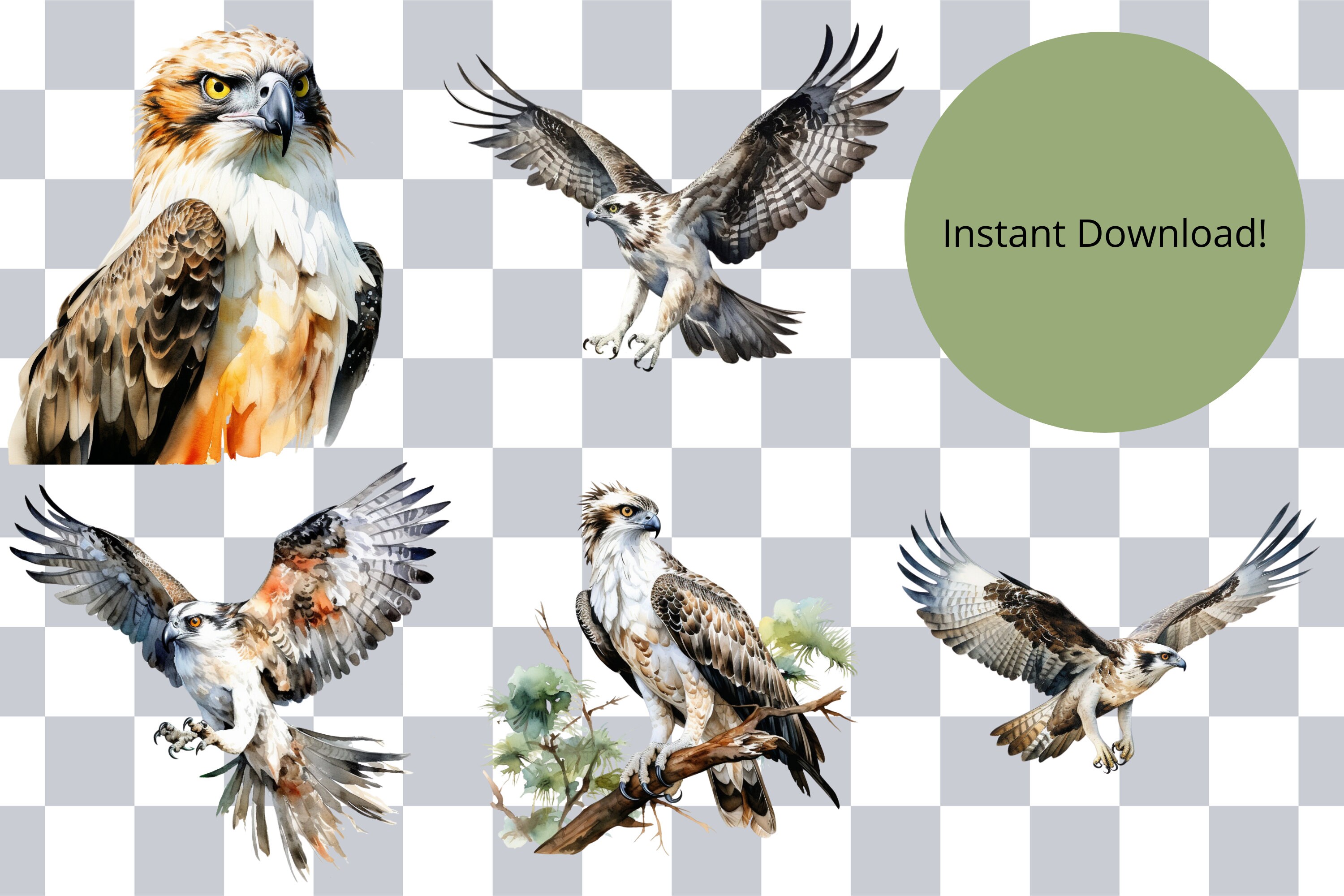 Watercolor Osprey Clip Art, Predator Bird Clipart, Eagle Flying Graphic ...