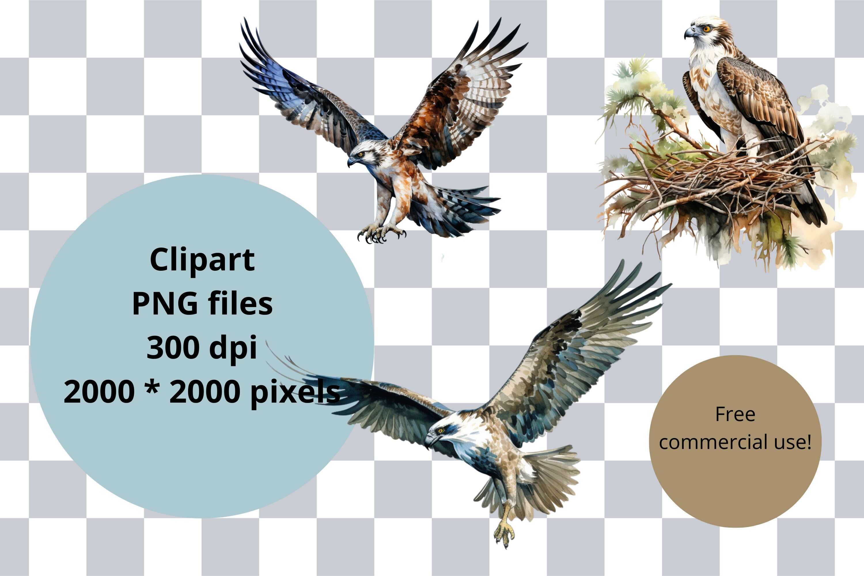 Watercolor Osprey Clip Art, Predator Bird Clipart, Eagle Flying Graphic ...