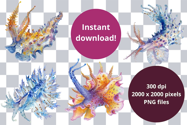 Watercolor Nudibranch Clip Art, Ocean Creatures Clipart, Snail Graphics ...