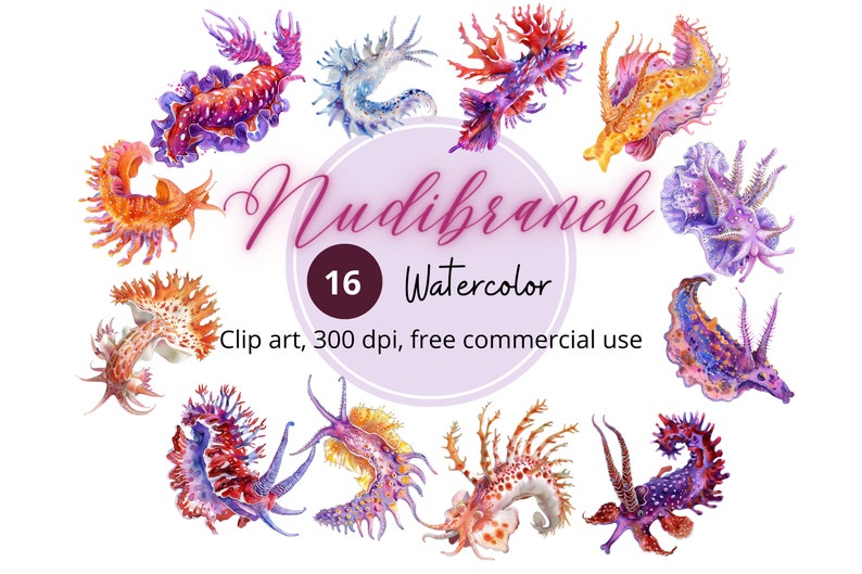 Watercolor Nudibranch Clip Art, Ocean Creatures Clipart, Snail Graphics ...