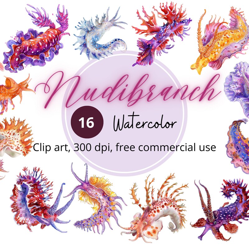 Nudibranchs - Etsy