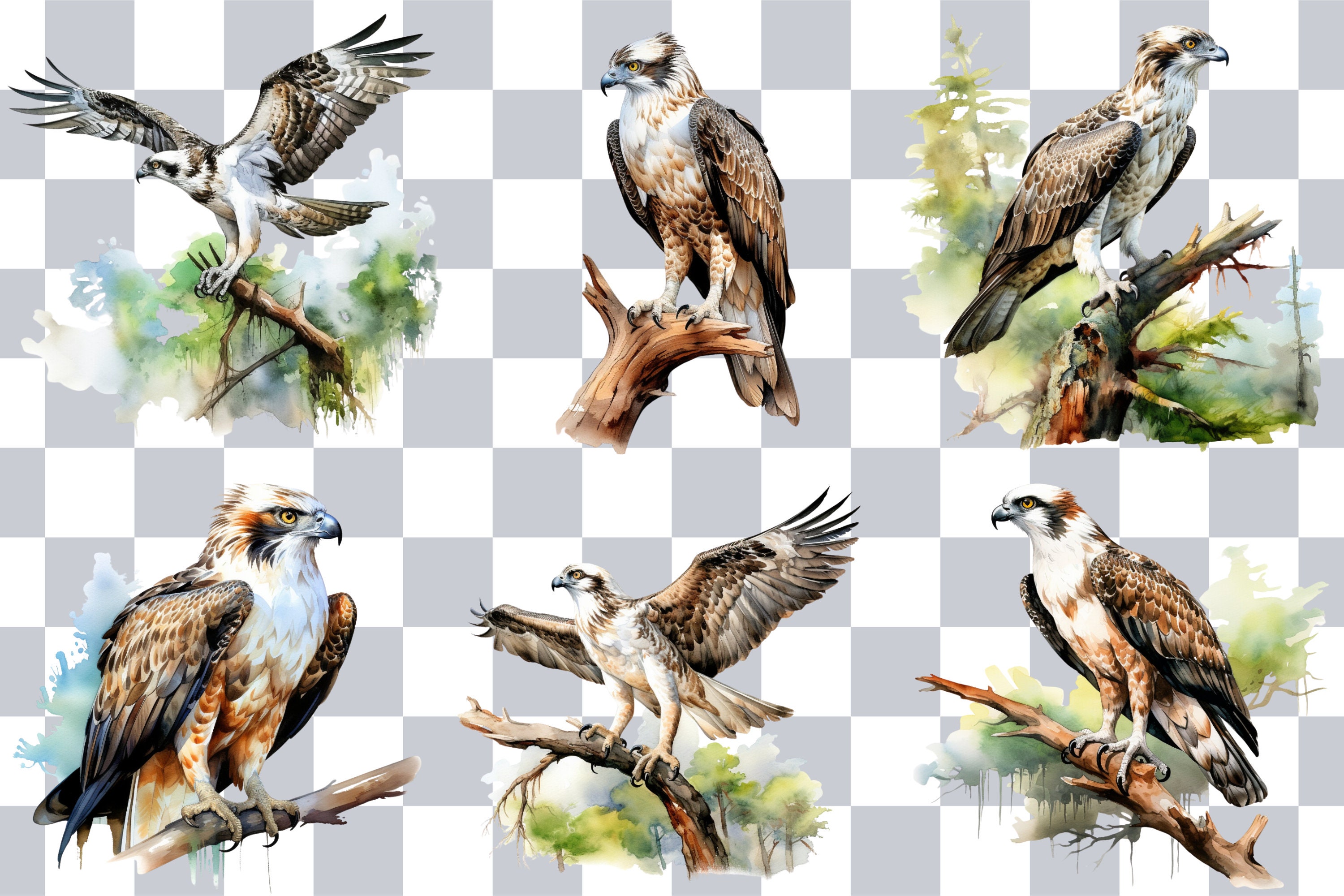 Watercolor Osprey Clip Art, Predator Bird Clipart, Eagle Flying Graphic ...