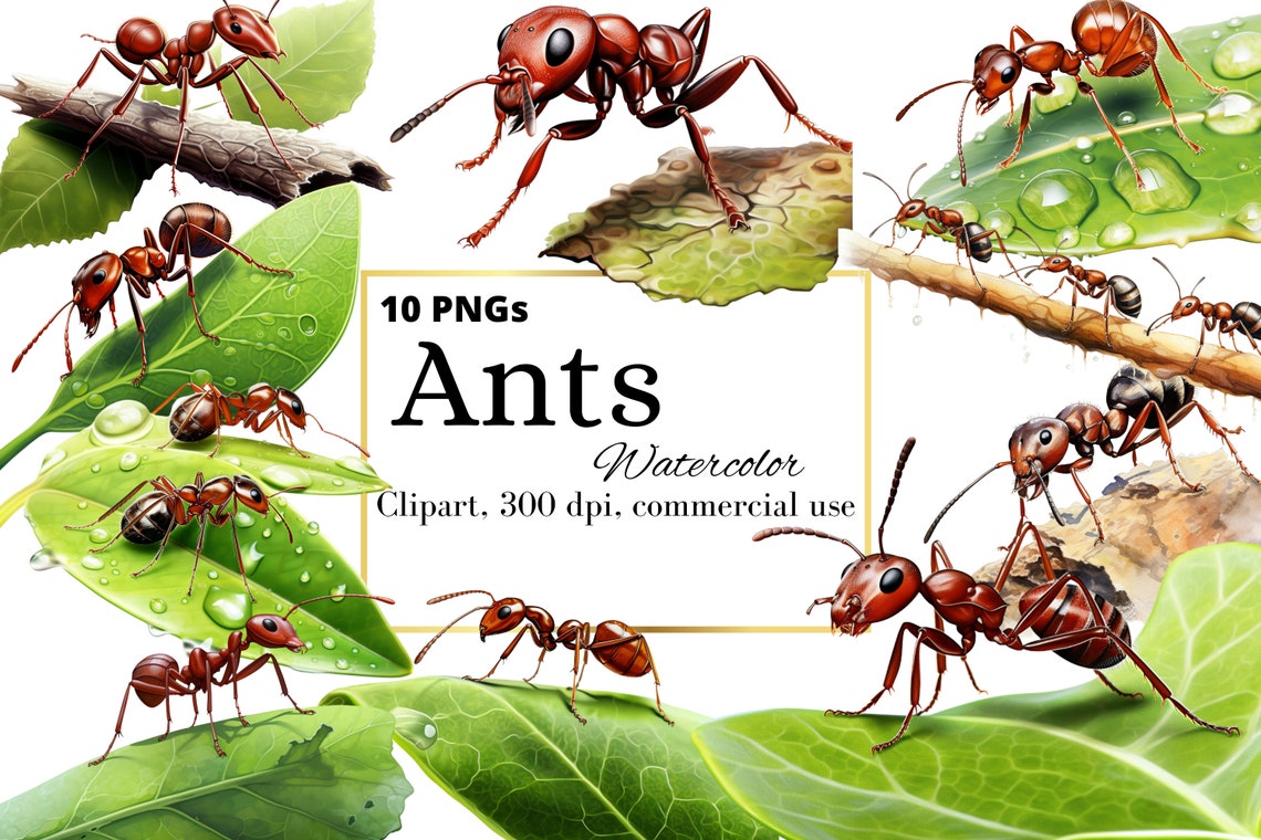 Ant Nature Clipart, Ants Working Print, Printable Watercolor Insect ...