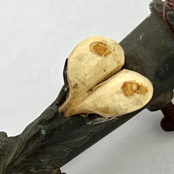 Antique German Tyrolean Hat Pin (Roe Deer Teeth, Acor… - Gem