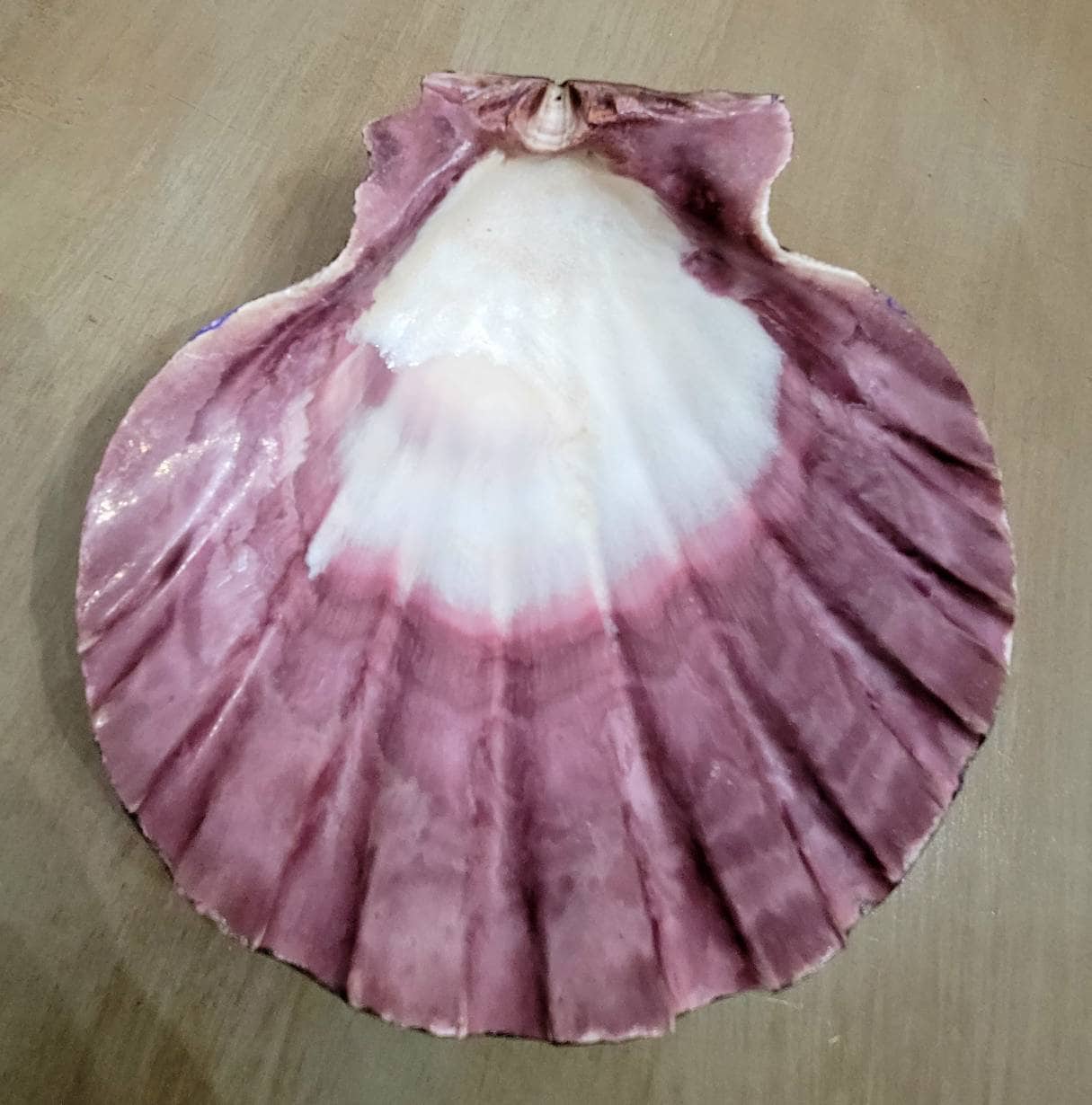 Large Sea Shell Handpainted Inspired by a Rainbow Flourite Gemstone ...