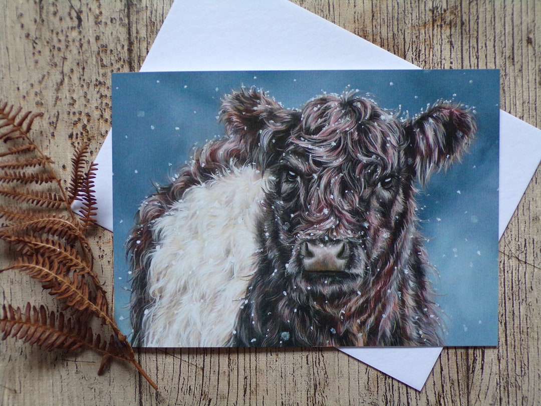 Belted Galloway Cow Xmas / Birthday /greeting Card - Etsy