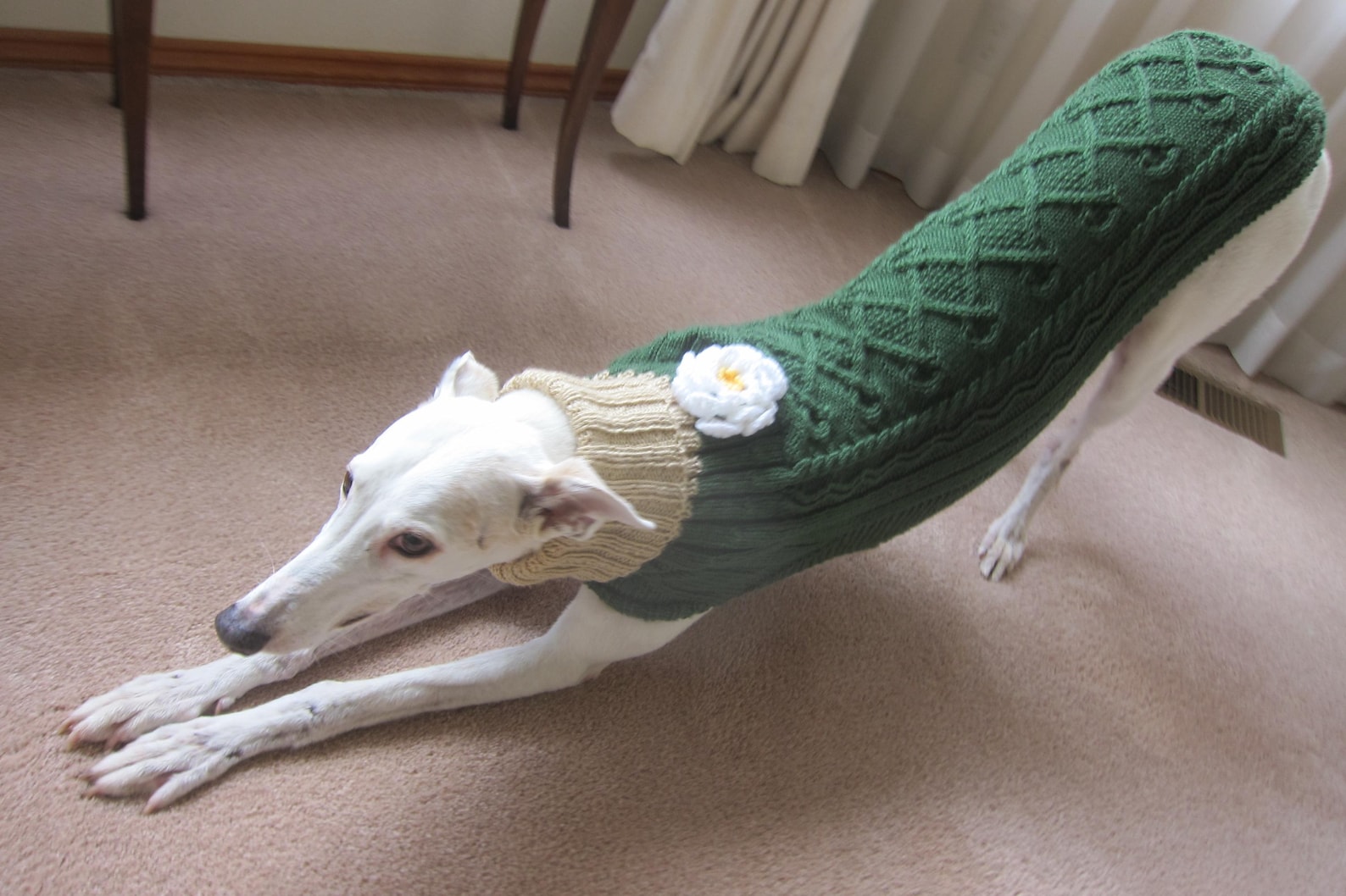 Hand Knitted Sweater. You Can Order Color and Size for Your Greyhound ...