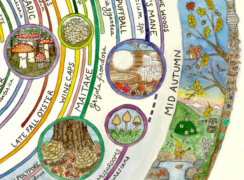 Mushroom Foraging Calendar an Illustrated Guide to Edible & - Etsy