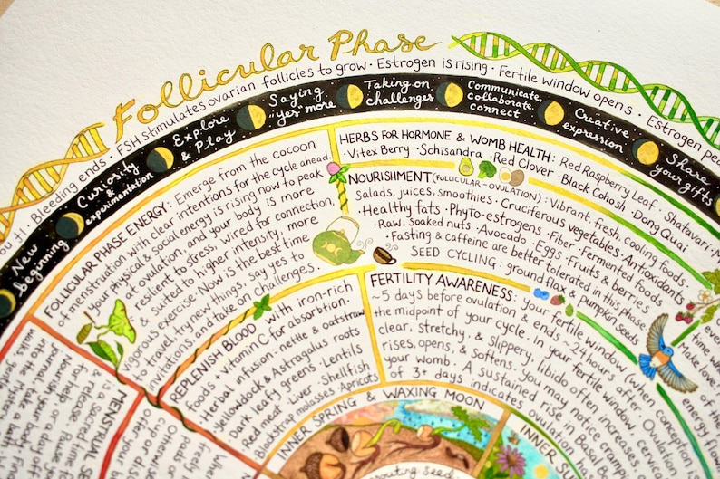 Menstrual Cycle Syncing Guide | Wheel of the Womb | Hormone-balancing ...