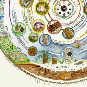 Mushroom Foraging Calendar an Illustrated Guide to Edible & - Etsy