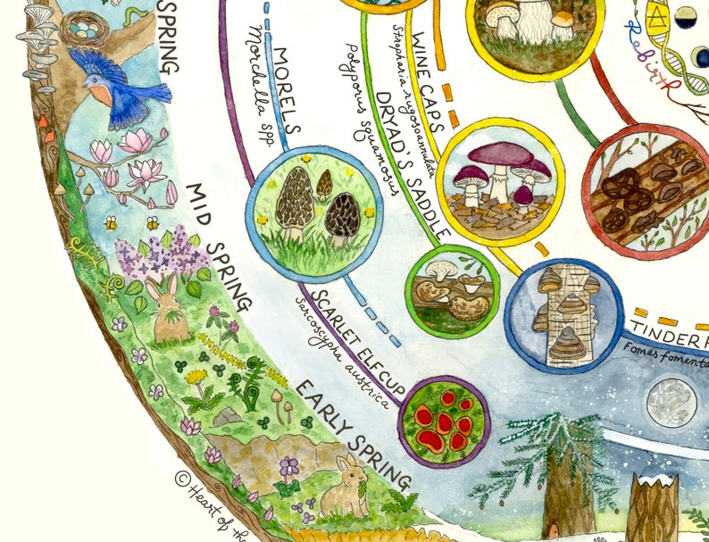 Mushroom Foraging Calendar an Illustrated Guide to Edible & - Etsy