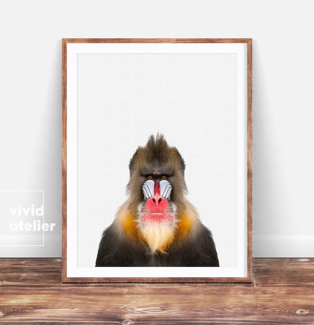 Mandrill Print, Animal Prints, Monkey Print, Photography Prints ...