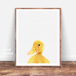 Duckling Print, Farm Animal Print, Duck Photo, Nursery Art Print, Baby ...