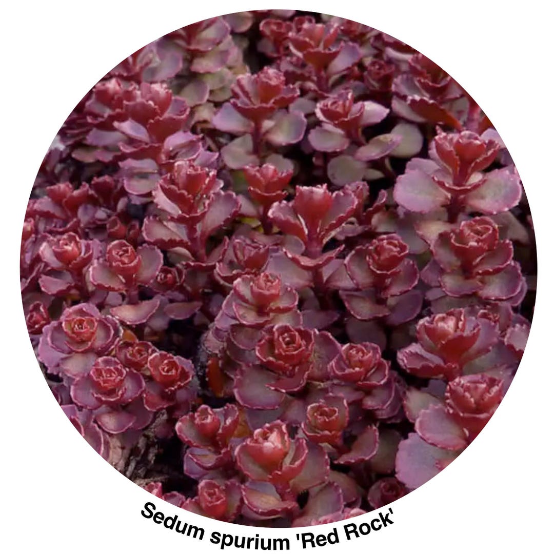Sedum Spurium 'red Rock' Aka Creeping Red Sedum - Etsy