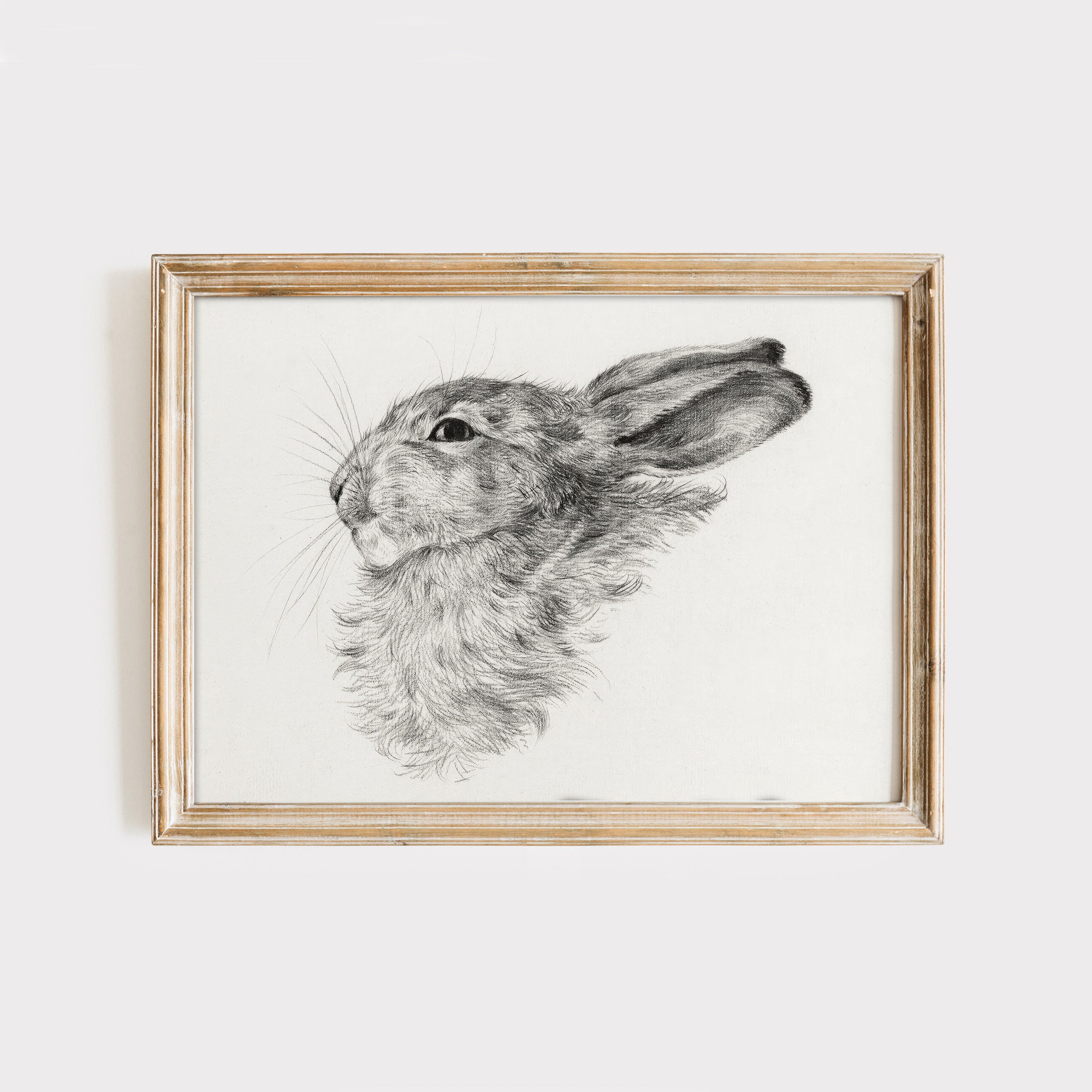 Head of a Rabbit (1821) Drawing by Jean Bernard, Vintage Art Print ...