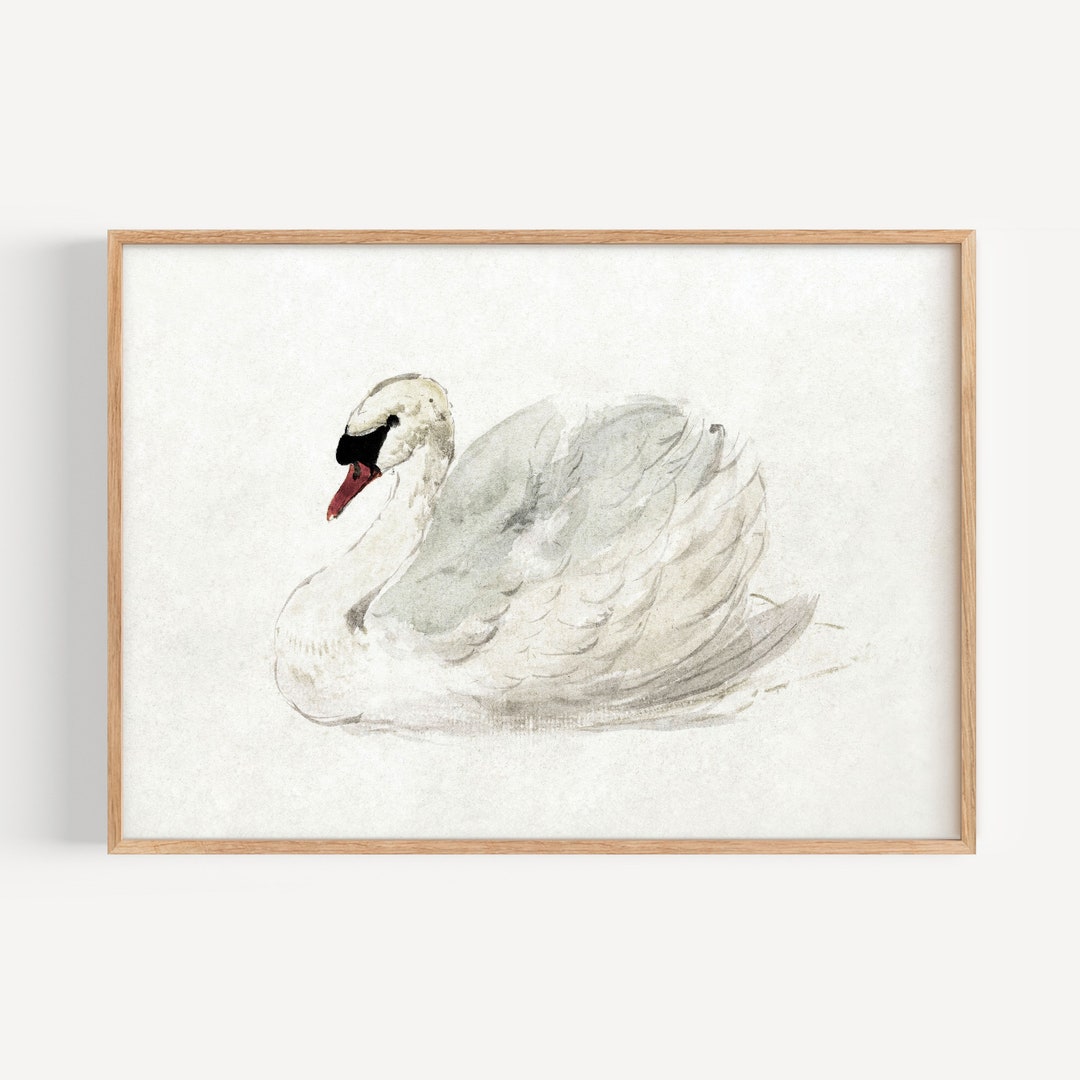 Vintage Mute Swan Print by Aert Schouman (ca. 1720–1792) - High ... Vintage Mute Swan Print by Aert Schouman (ca. 1720–1792) - High ...