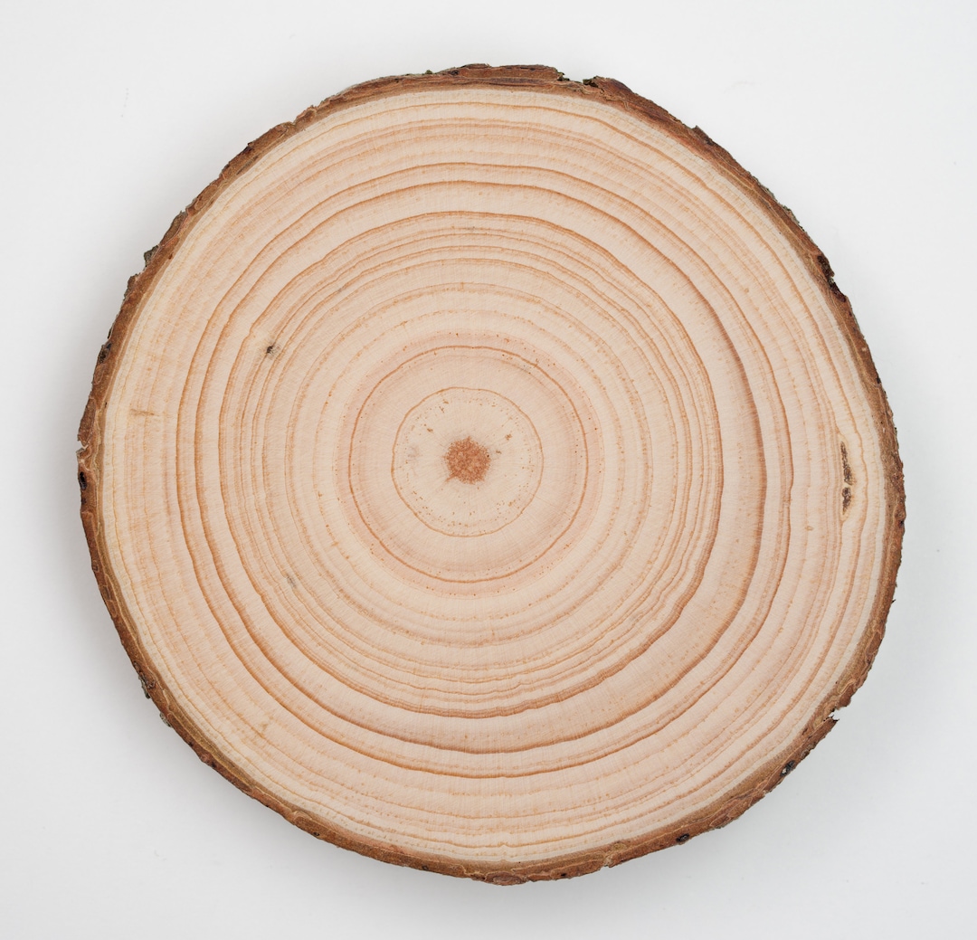 Sample Wood Slice by Stringybark Supplies 2 - 14 Cm Diameter - Etsy