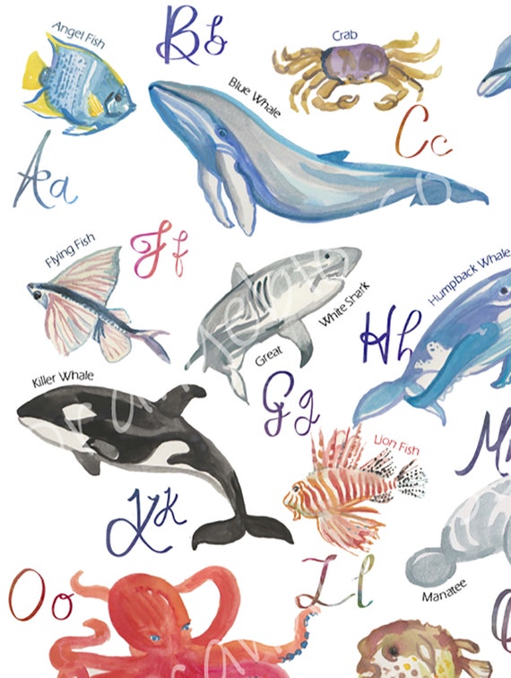 Sea Animals List Of 30 Popular Sea Animals With Esl Pictures Types Of