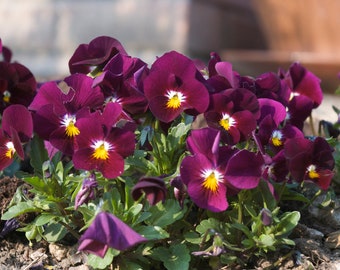 35 Viola Cornuta King Henry / Perennial / Flower Seeds. - Etsy