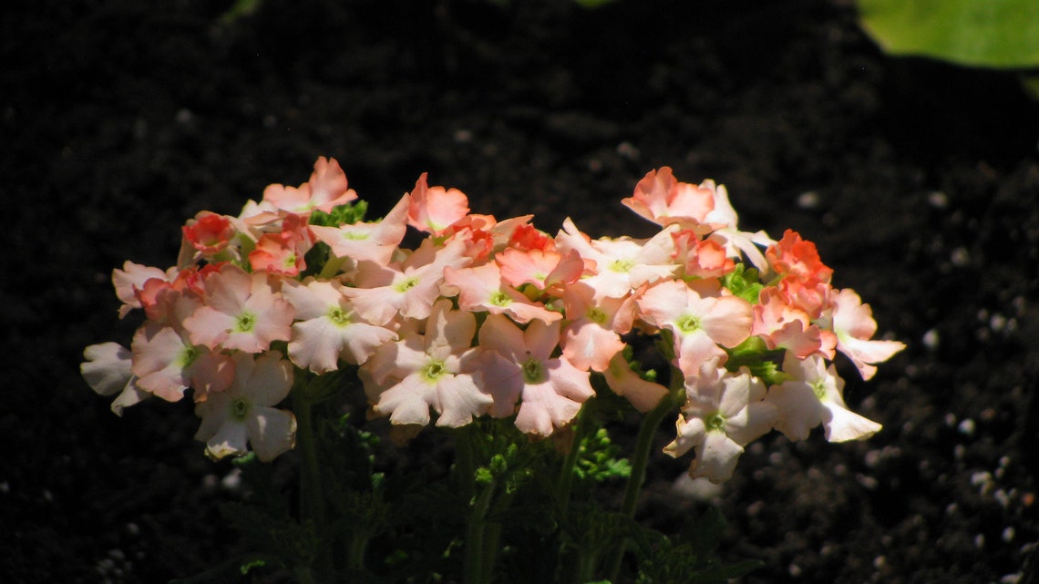 Verbena Hybrids Nana Compacta Apricot Seed - Etsy