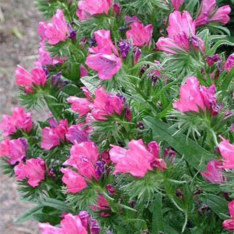 Echium Plantagineum Rose Bedder Seed - Etsy