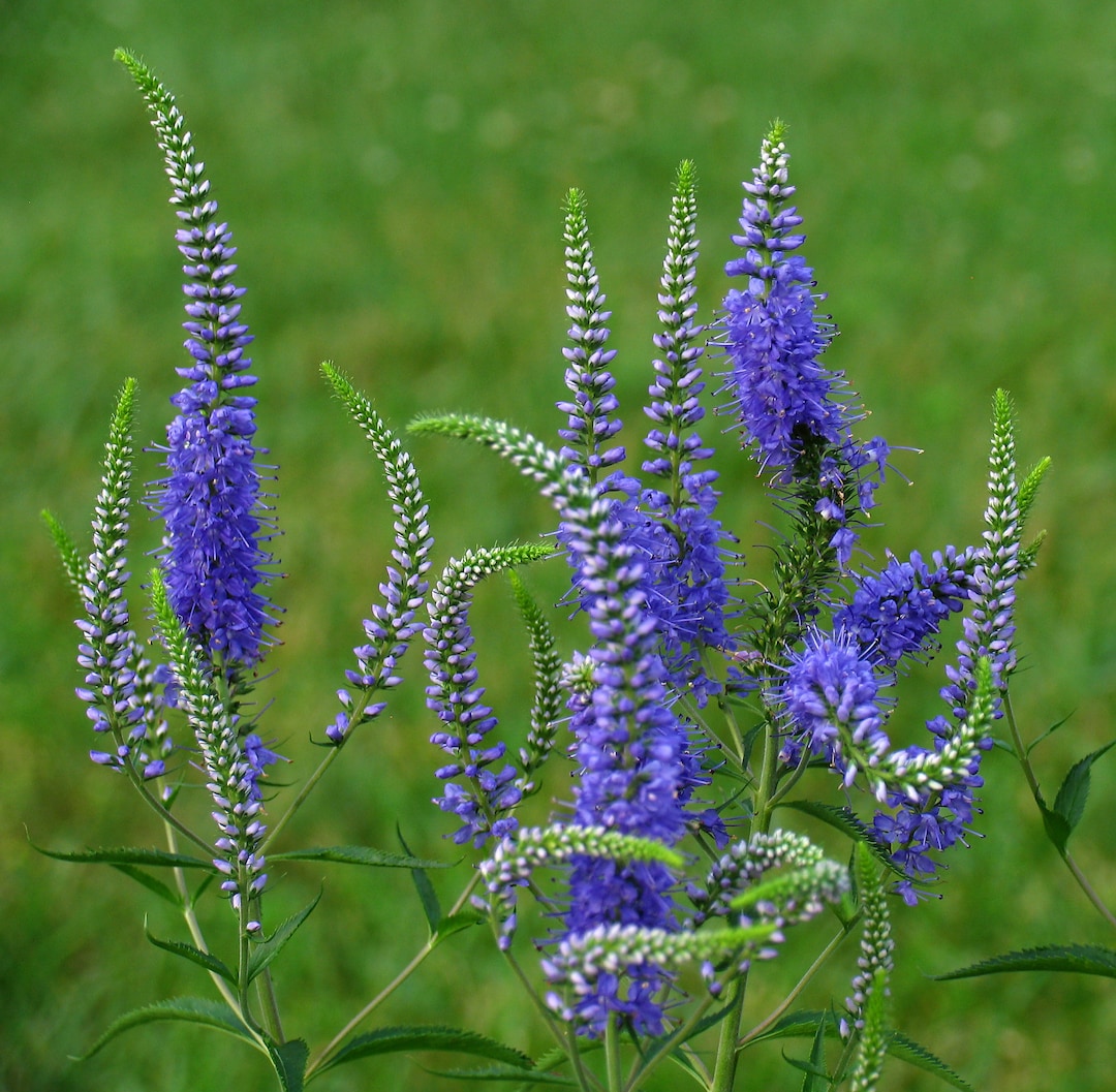 Veronica Longifolia - Blue Shades Seed - Etsy