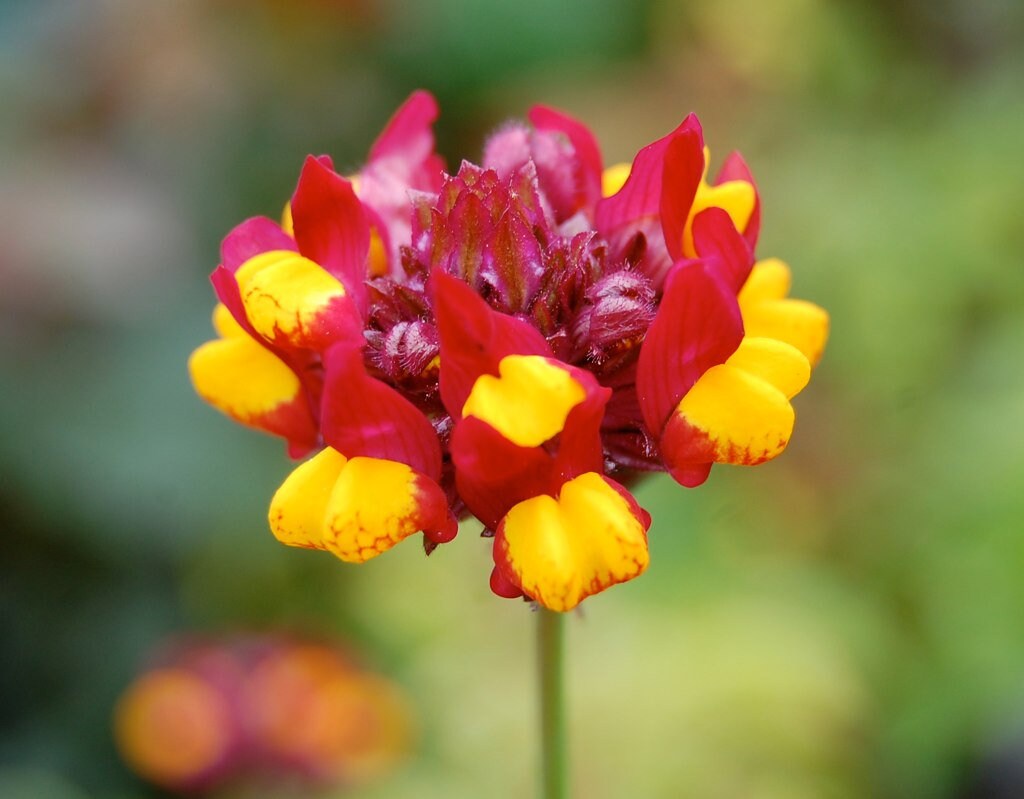 Linaria Reticulata Spanish Dancer Seed 75 Cent Shipping on - Etsy