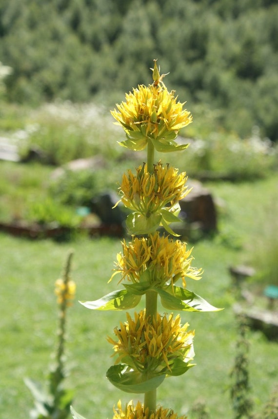 Gentiana Lutea Great Yellow Gentian Seed 75 Cent Shipping on | Etsy