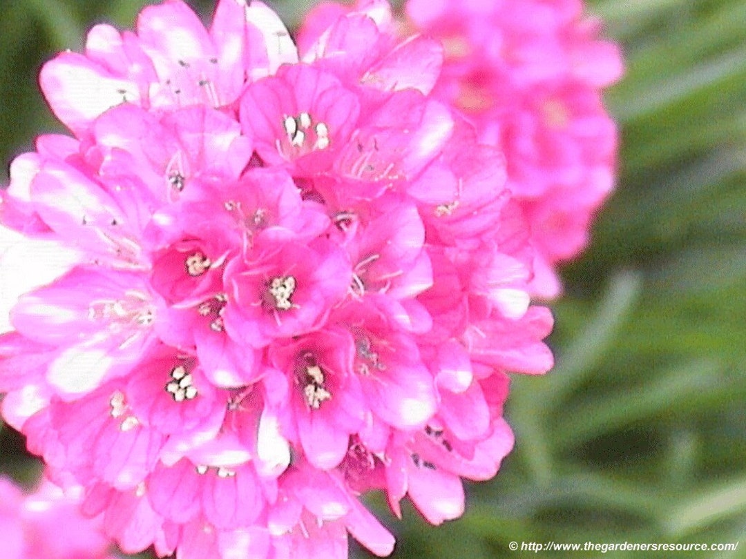 Armeria Maritima Splendens - Sea Thrift Seed - Etsy