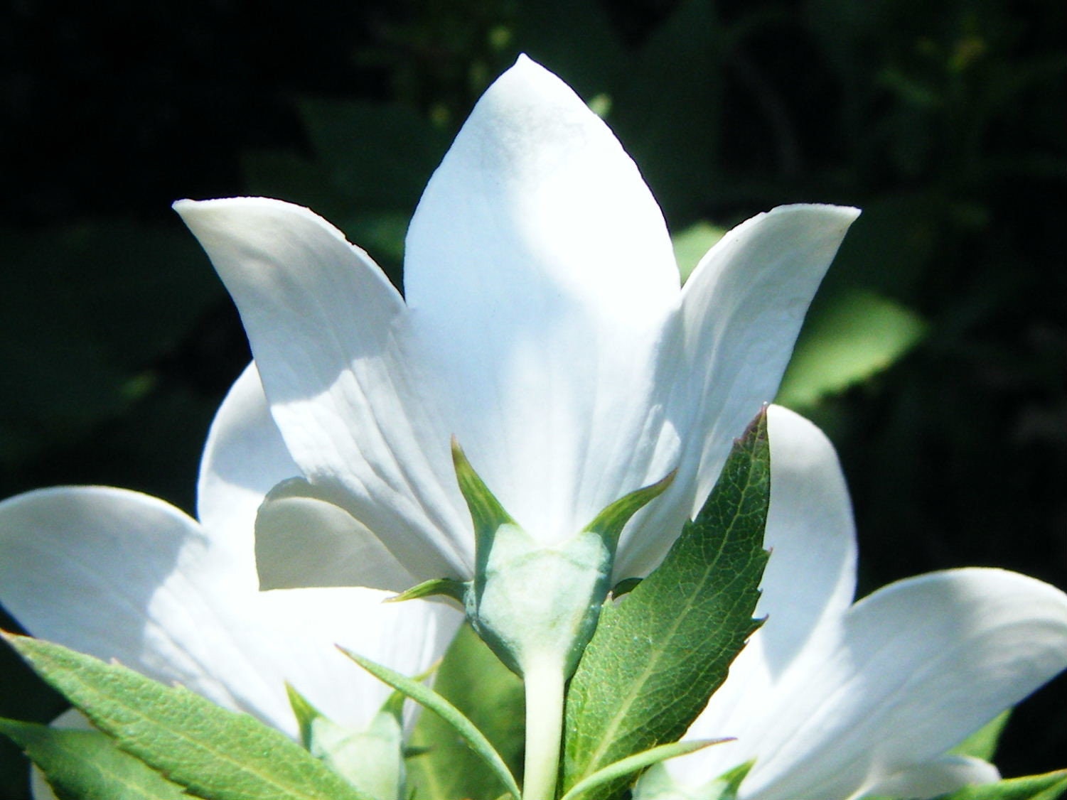 Platycodon Grandiflorus Balloon Flower White Seed Only 75 | Etsy