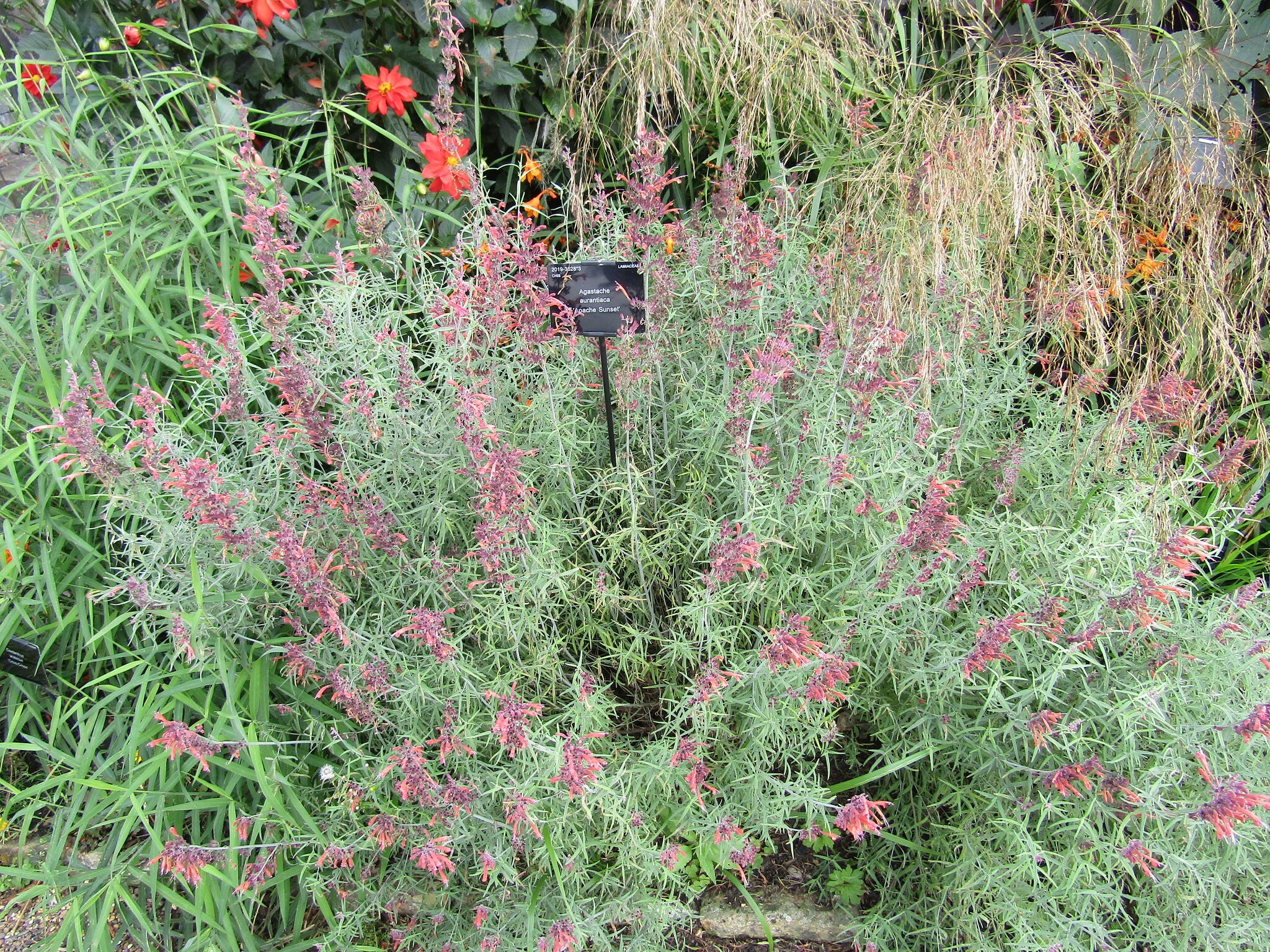 Agastache Rupestris Apache Por Do Sol