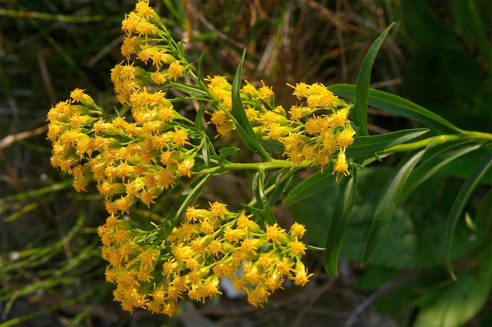 Solidago Riddellii Riddells Goldenrod seed | Etsy