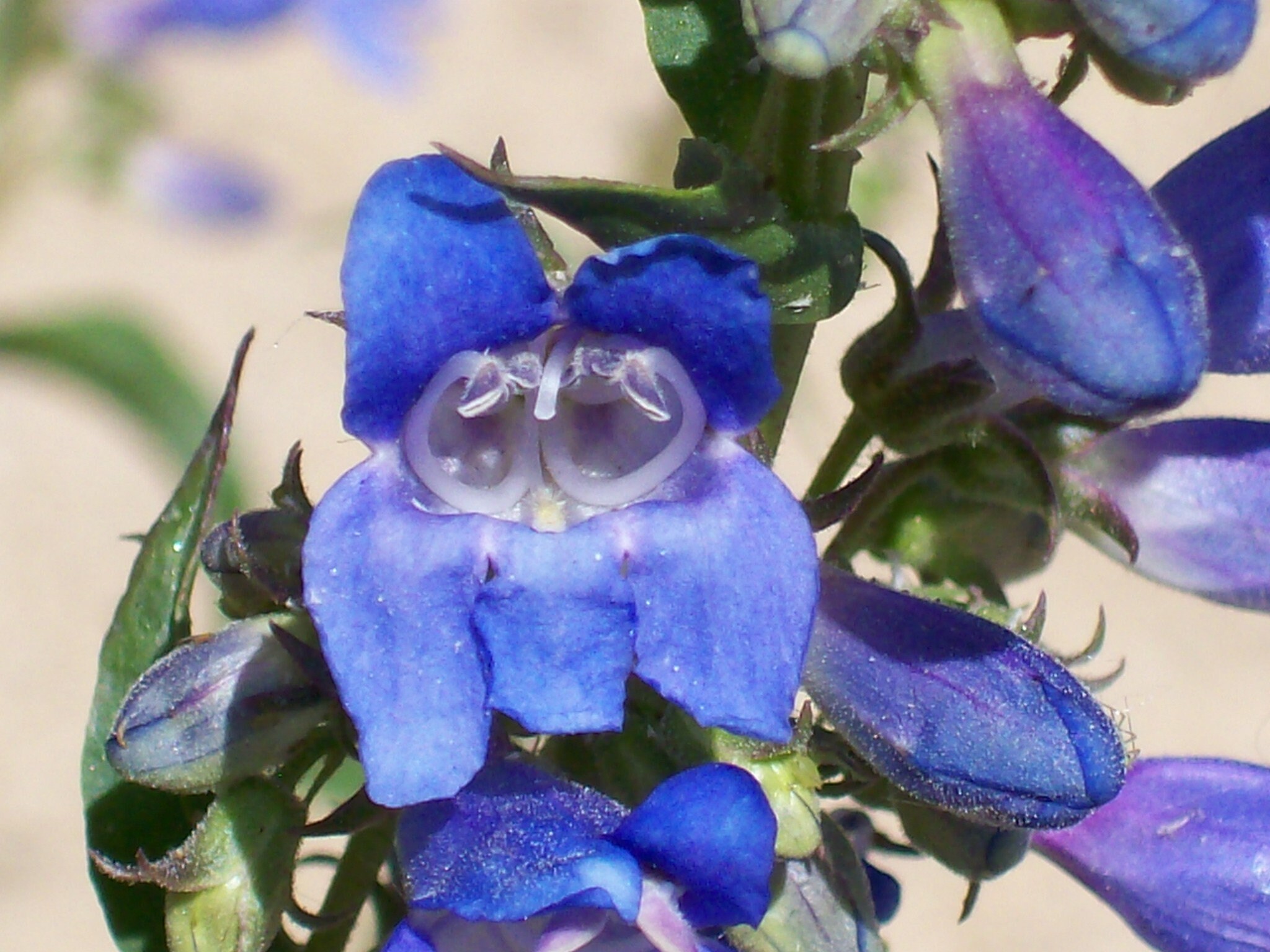 Penstemon Cyananthus Wasatch Penstemon Seed - Etsy