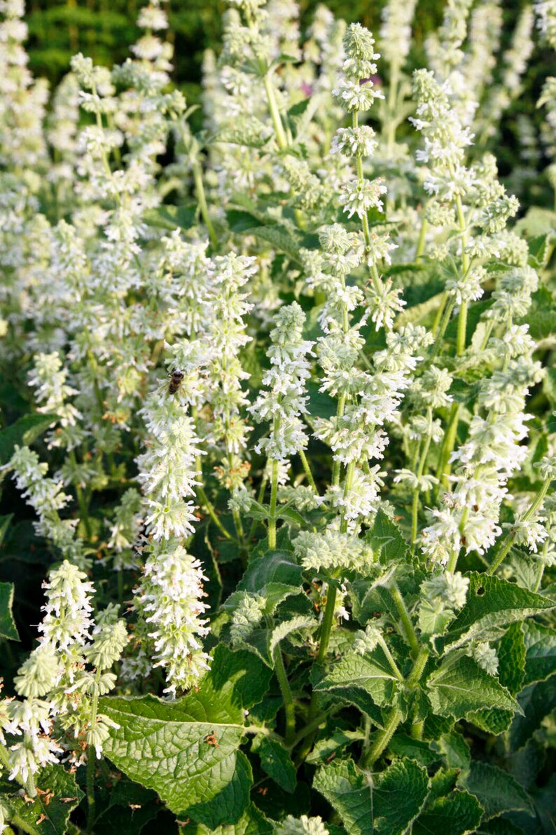 Salvia Verticillata Alba White Rain Seed - Etsy